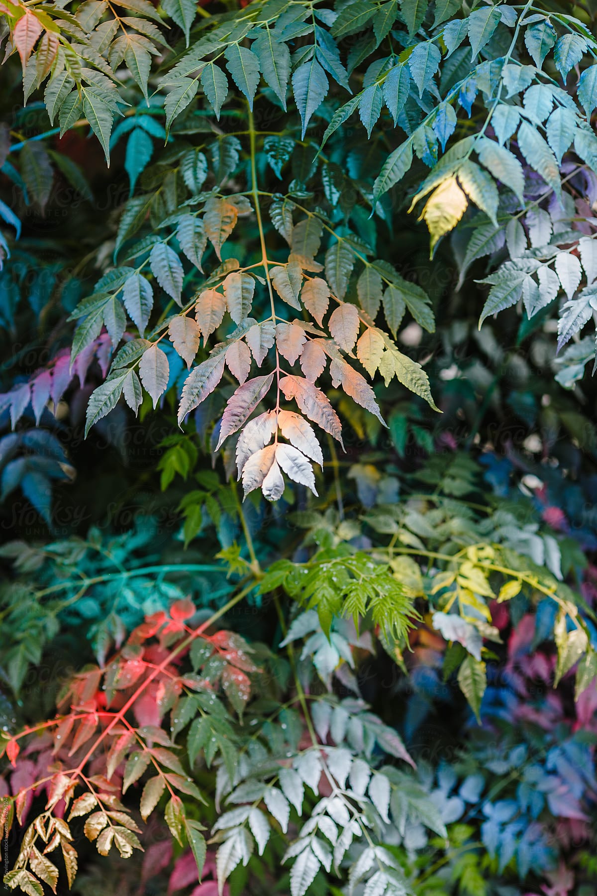 "Colorful Painted Plants" by Stocksy Contributor "Amy Covington" - Stocksy
