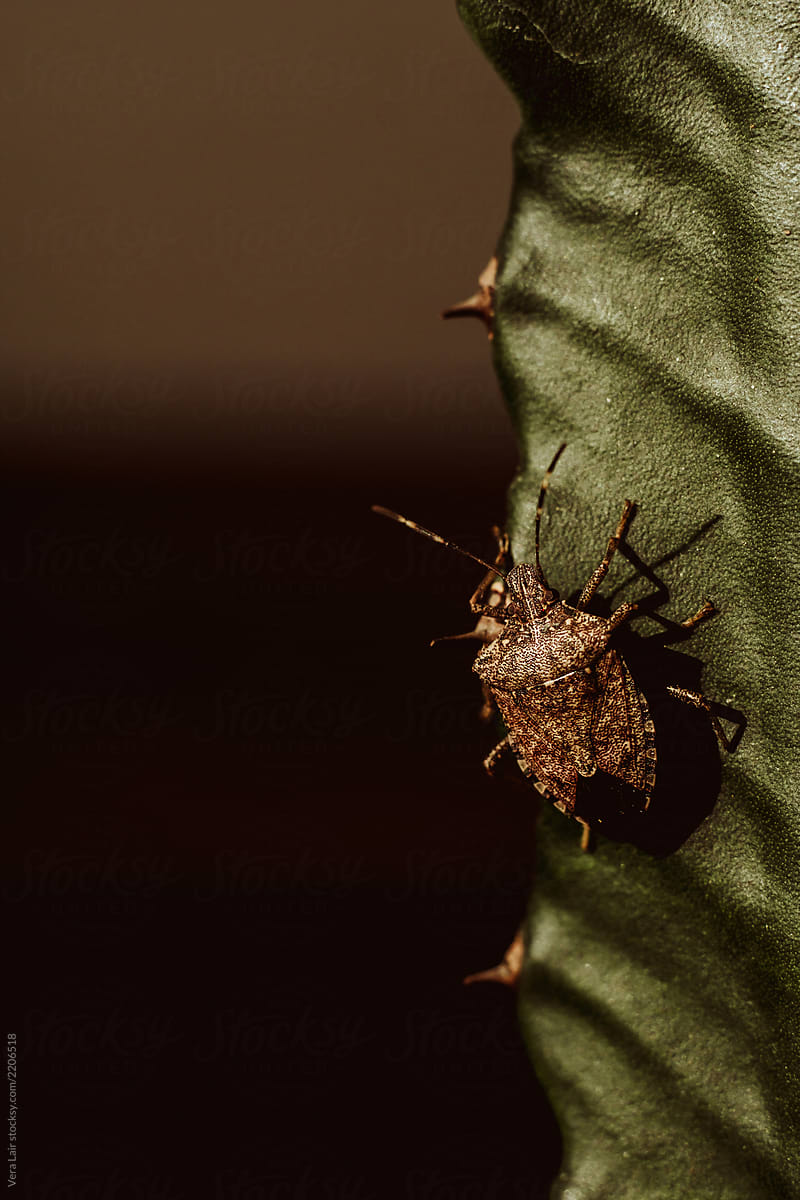 "Bug On A Cactus" by Stocksy Contributor "Vera Lair" - Stocksy