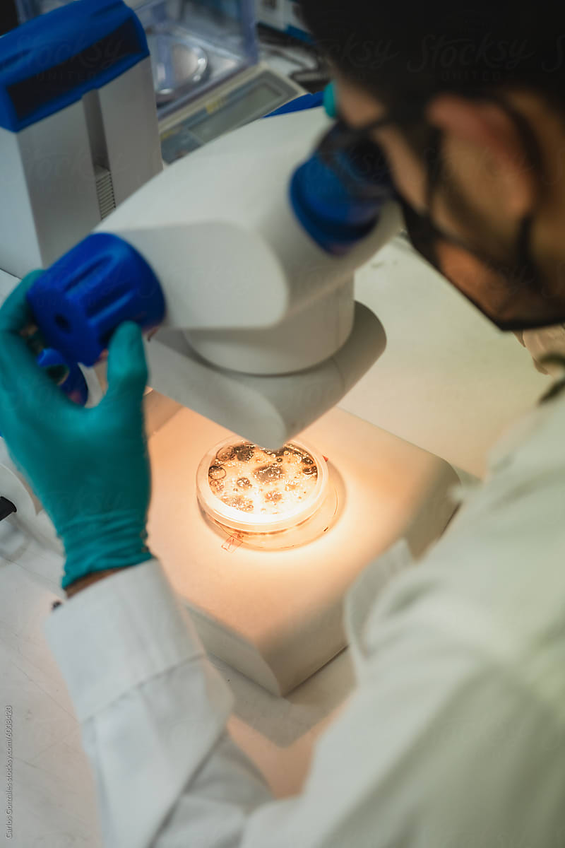 "Scientist Analyzing Fungi Sample With A Stereoscope" by Stocksy ...