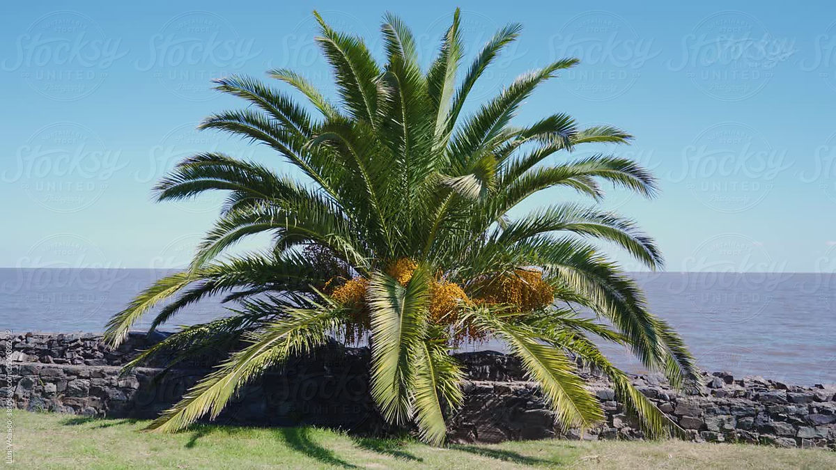 "Palm Tree Near The Sea." by Stocksy Contributor "Luis Velasco" - Stocksy