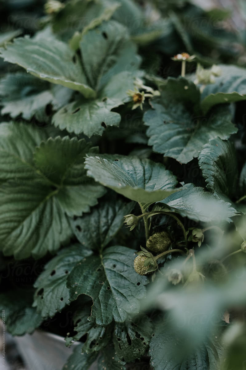 "Small Green Strawberries Ripening On The Plant" by Stocksy Contributor ...
