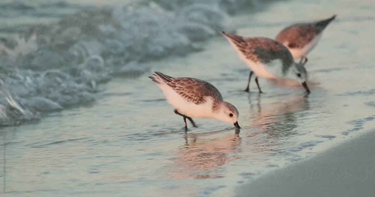 "Sandpiper Birds Feeding In The Beach Sand" by Stocksy Contributor ...