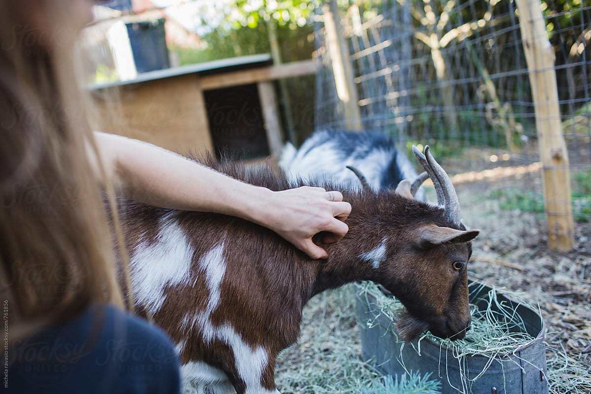 "Woman Caressing Her Goat" by Stocksy Contributor "Michela Ravasio ...