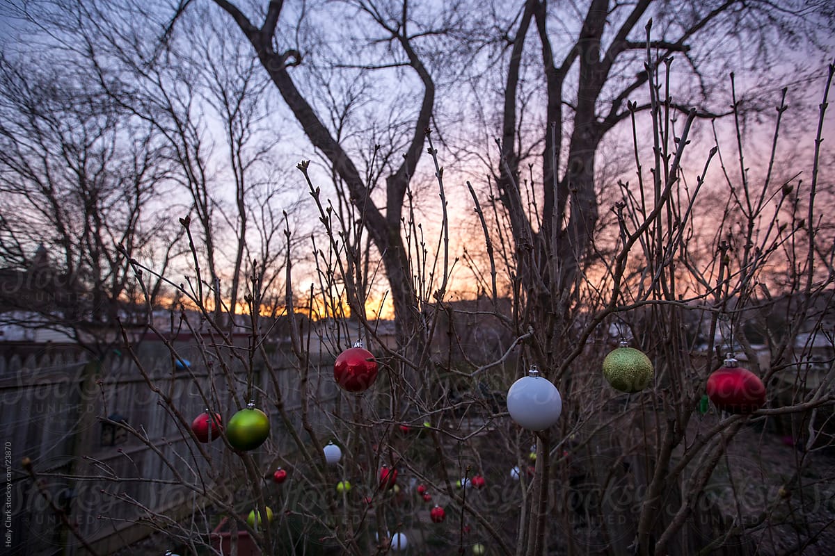 "Christmas Ornaments At Dawn In An Urban Backyard" by Stocksy ...