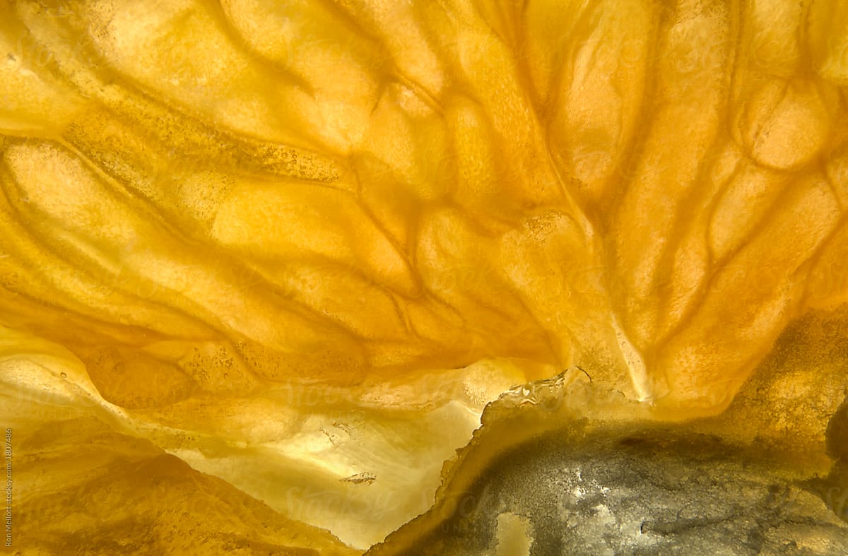 "A Thin Slice Of An Orange Fruit (Citrus Sp.)" by Stocksy Contributor ...