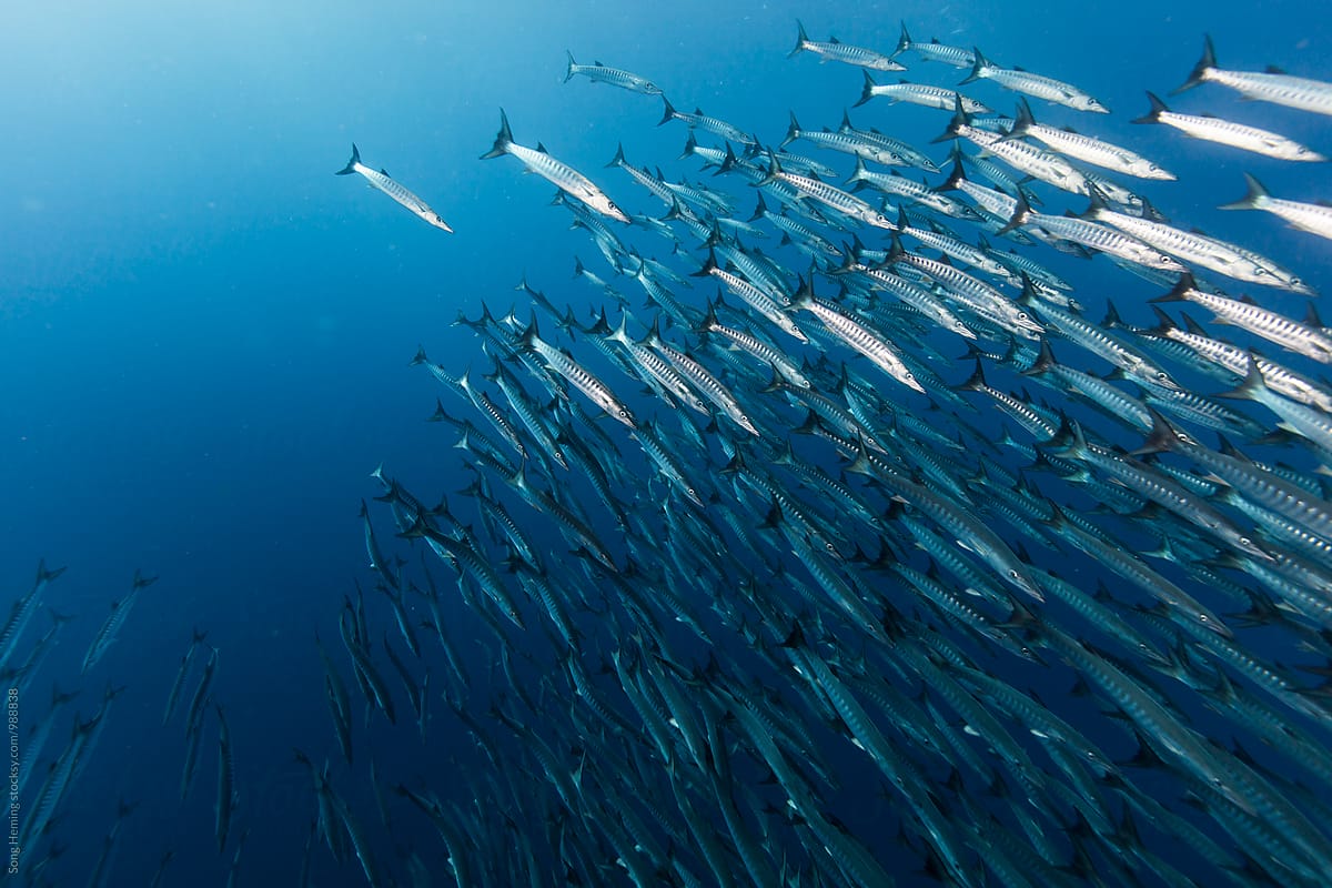 "Diving With School Of Barracuda" by Stocksy Contributor "Song Heming ...