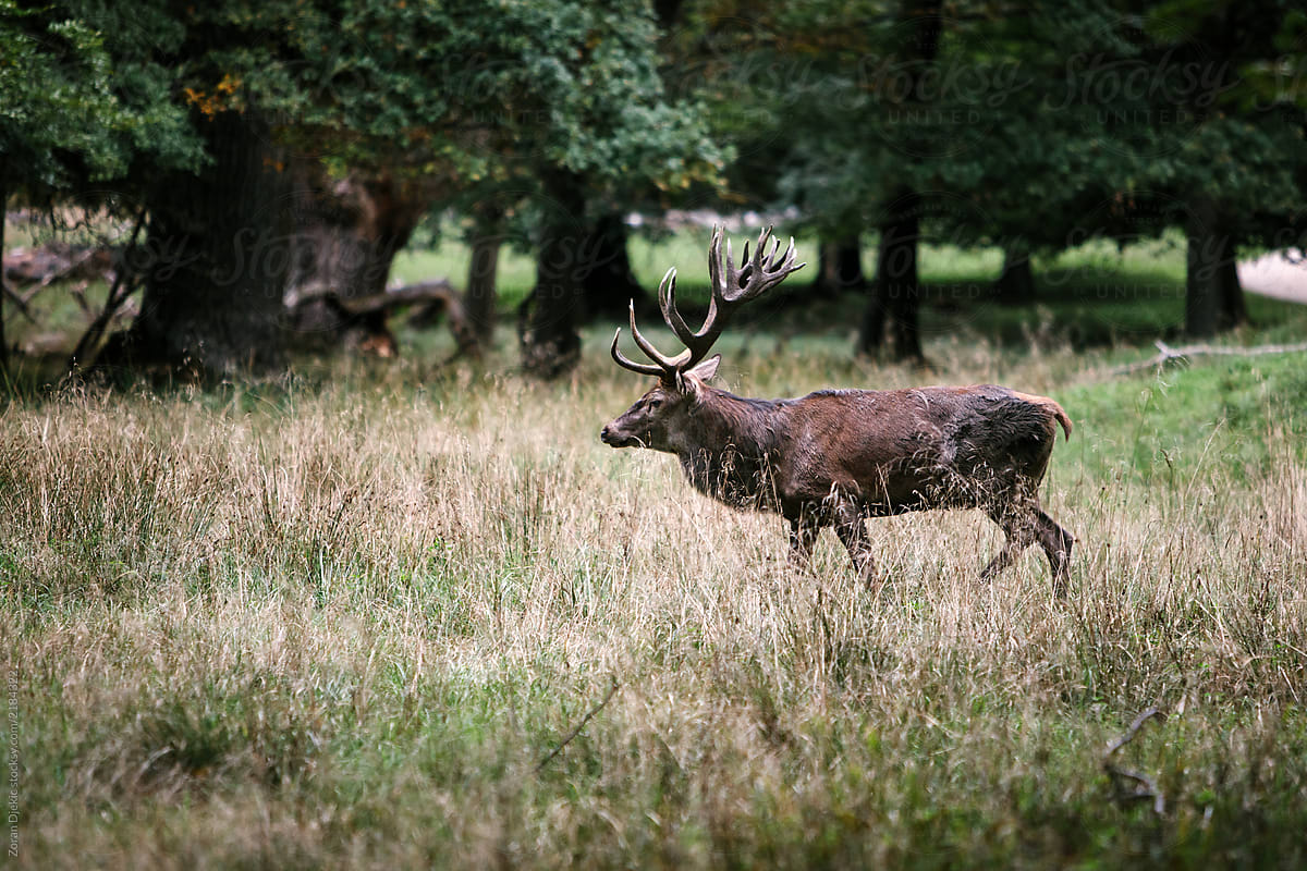 "Red Deer" by Stocksy Contributor "HIGHLANDER" - Stocksy