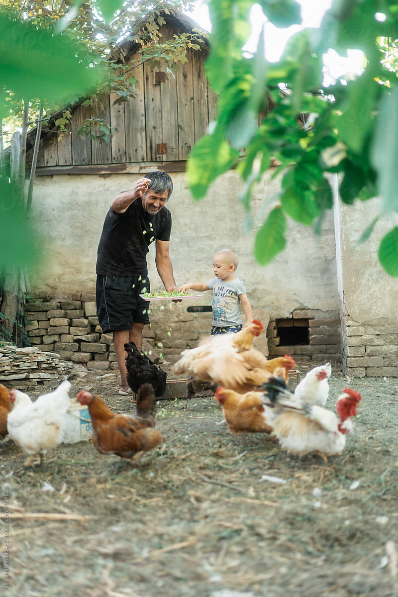 Senior Man Feeding The Chickens With His Grandson - Stock Image ...