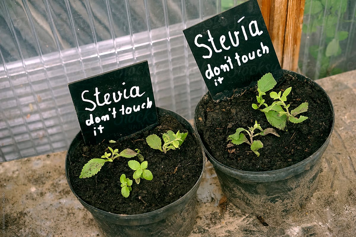 "Young Fresh Stevia In Pots" by Stocksy Contributor "Synchro Shoot ...