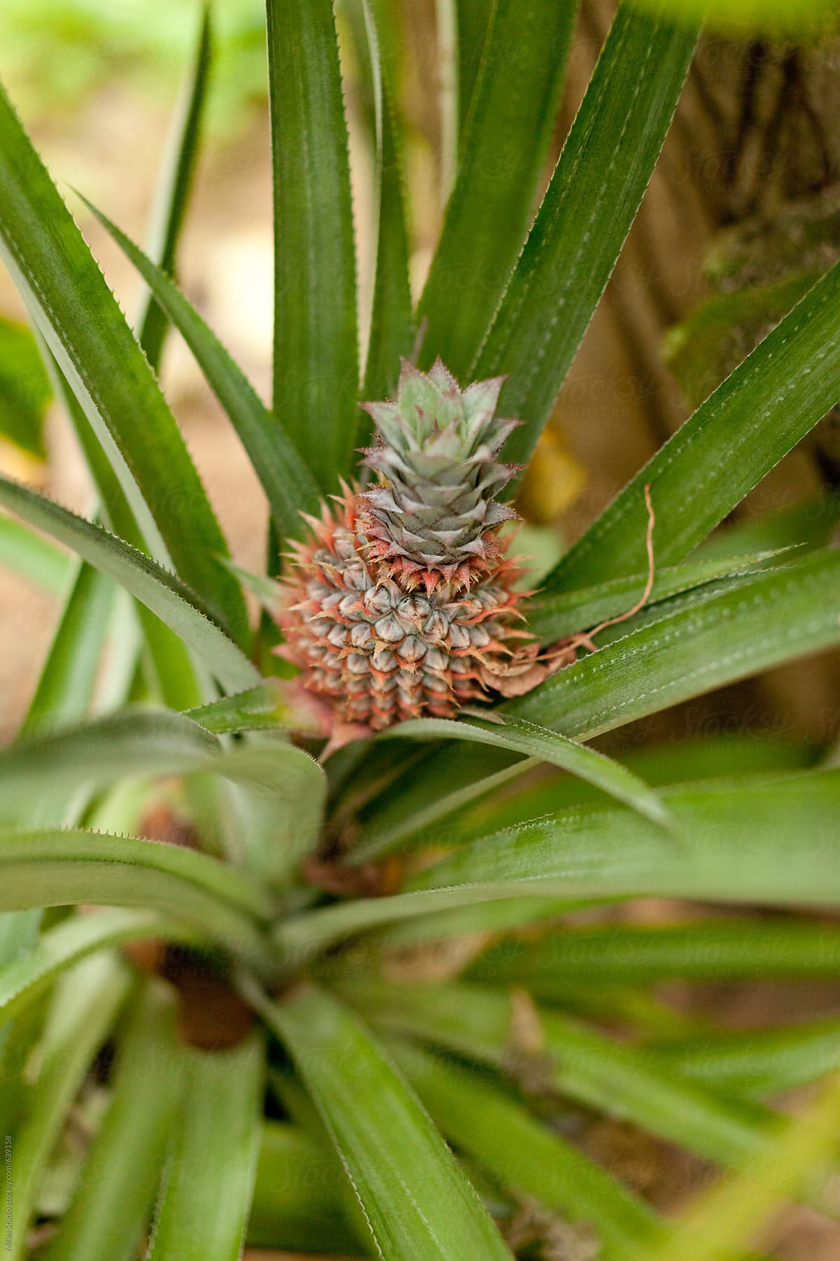 "Small Pineapple" by Stocksy Contributor "Milles Team" - Stocksy