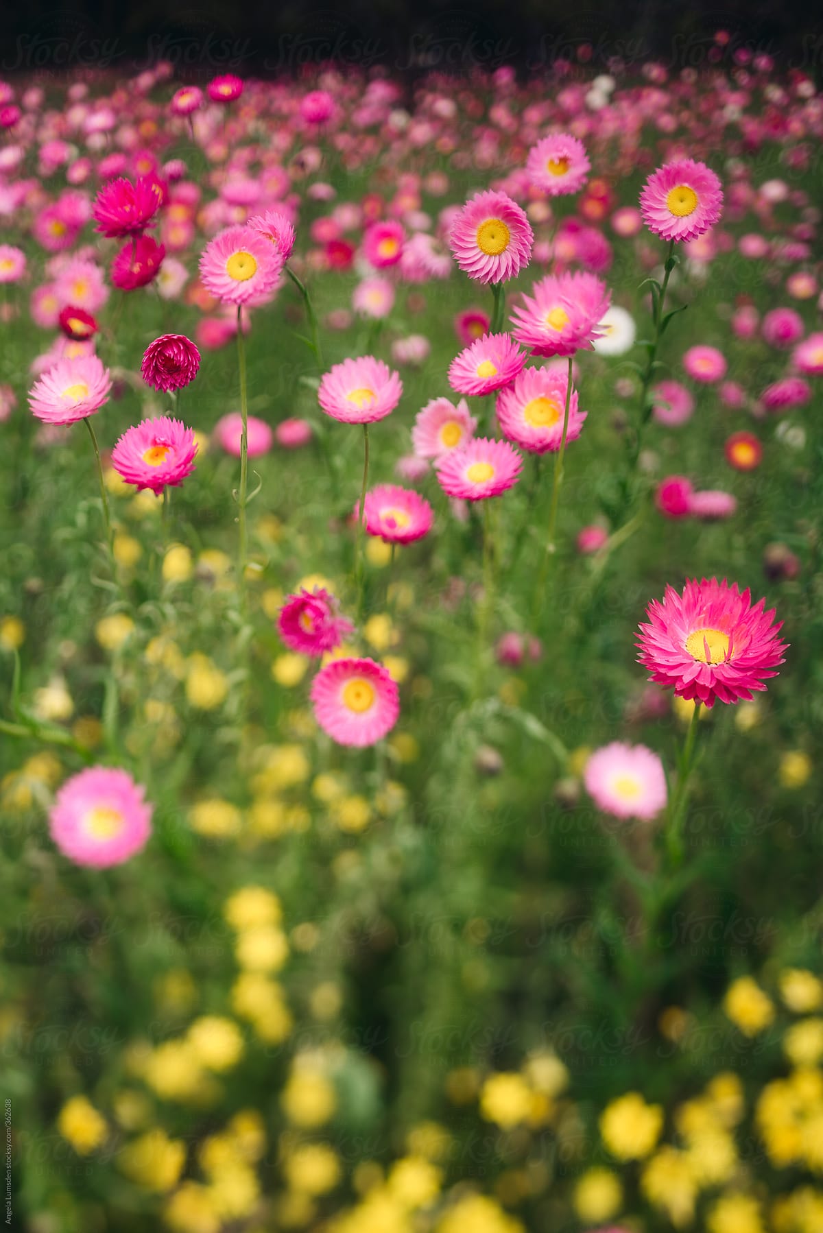 "Everlasting Paper Daisy Wildflowers In Spring In Western Australia" by ...