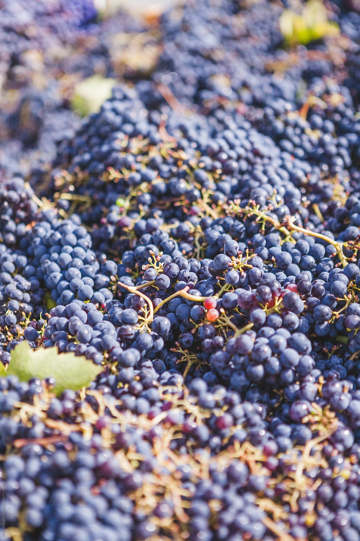 "Red Grapevines Background, Grape Harvest In Tuscany" by Stocksy ...