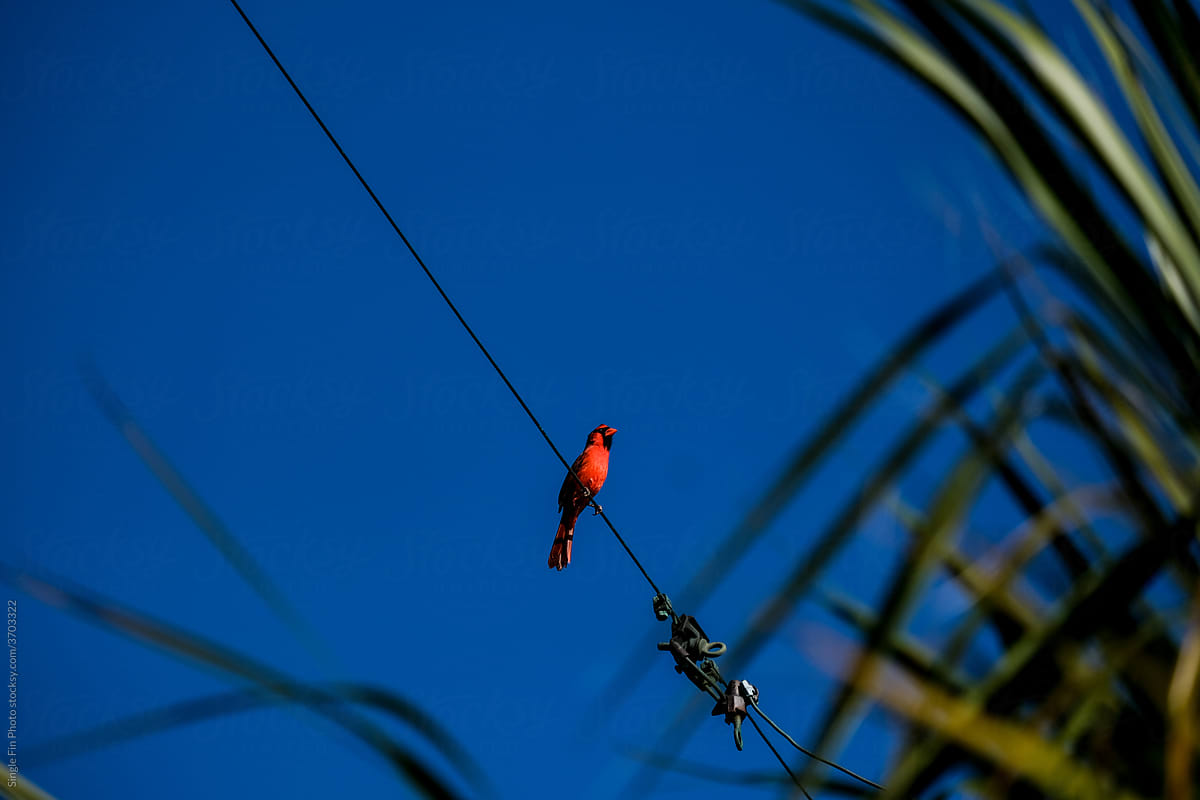 "Red Cardinal On A Wire" by Stocksy Contributor "Single Fin Photo ...