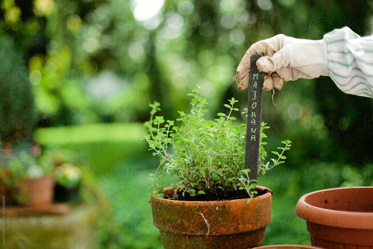 "Hand Placing Written Label Inside Pot" by Stocksy Contributor "Laura ...