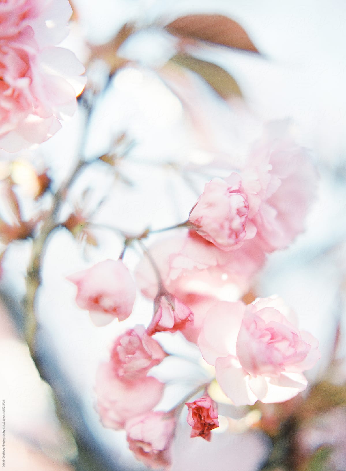 "Pink Spring Blossoms" by Stocksy Contributor "Vicki Grafton ...