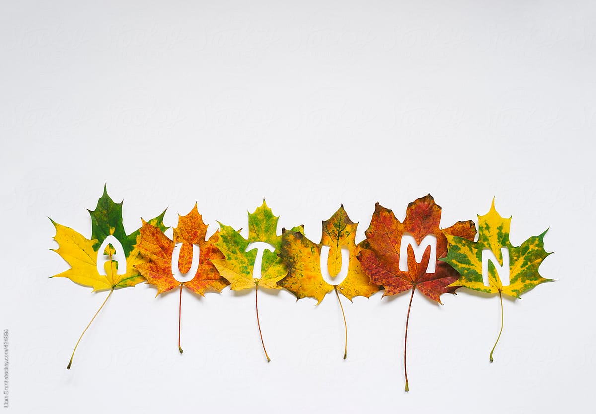 "Autumnal Words Cut Out Of Leaves On A White Background." by Stocksy ...