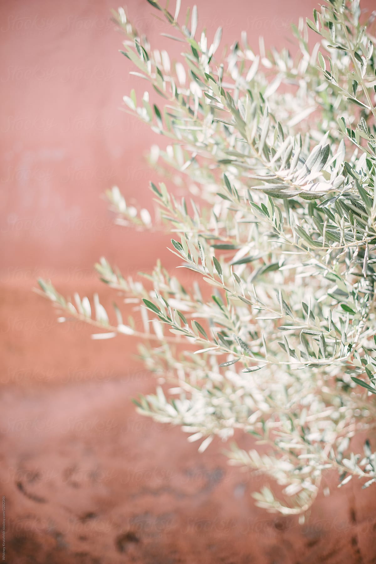 "Olive Tree Against Pink Wall" by Stocksy Contributor "Whitney ...