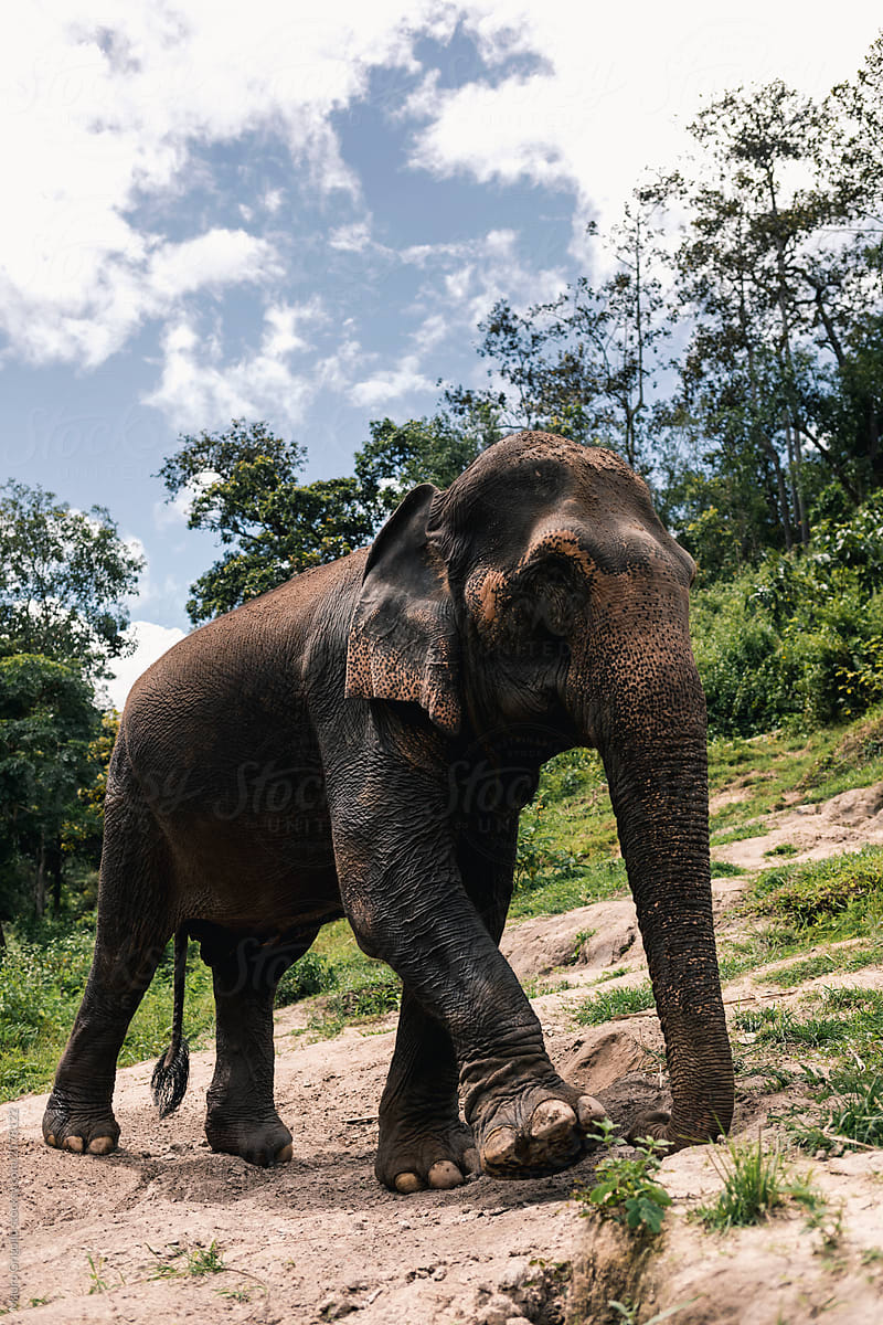 "Elephant Walks In Nature" by Stocksy Contributor "Mauro Grigollo ...