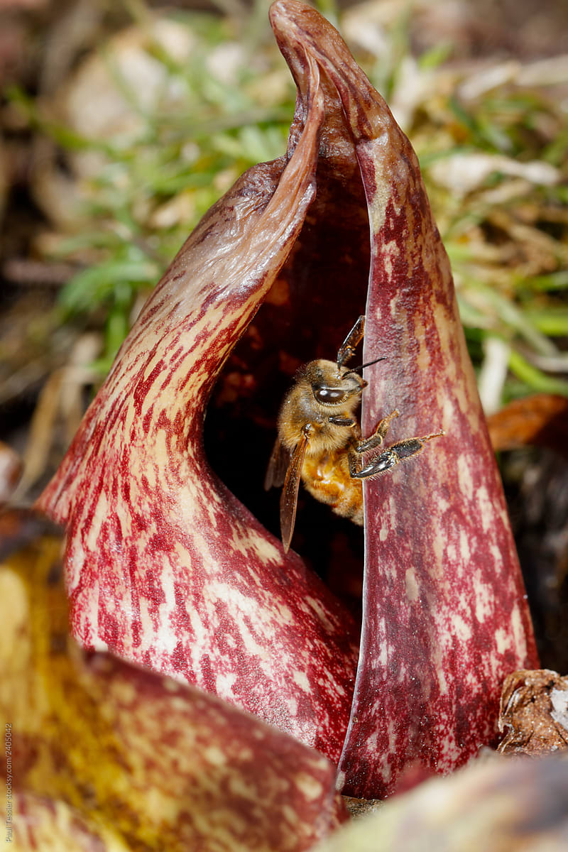 Skunks Eating Bees About California Skunks: Life Cycle, Habitat,