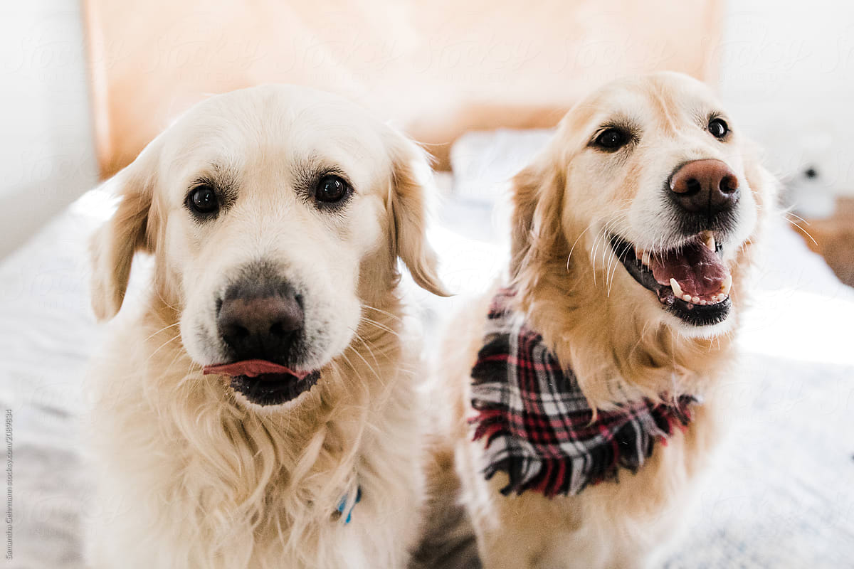 "Funny Photo Of Golden Retriever Friends" by Stocksy Contributor ...