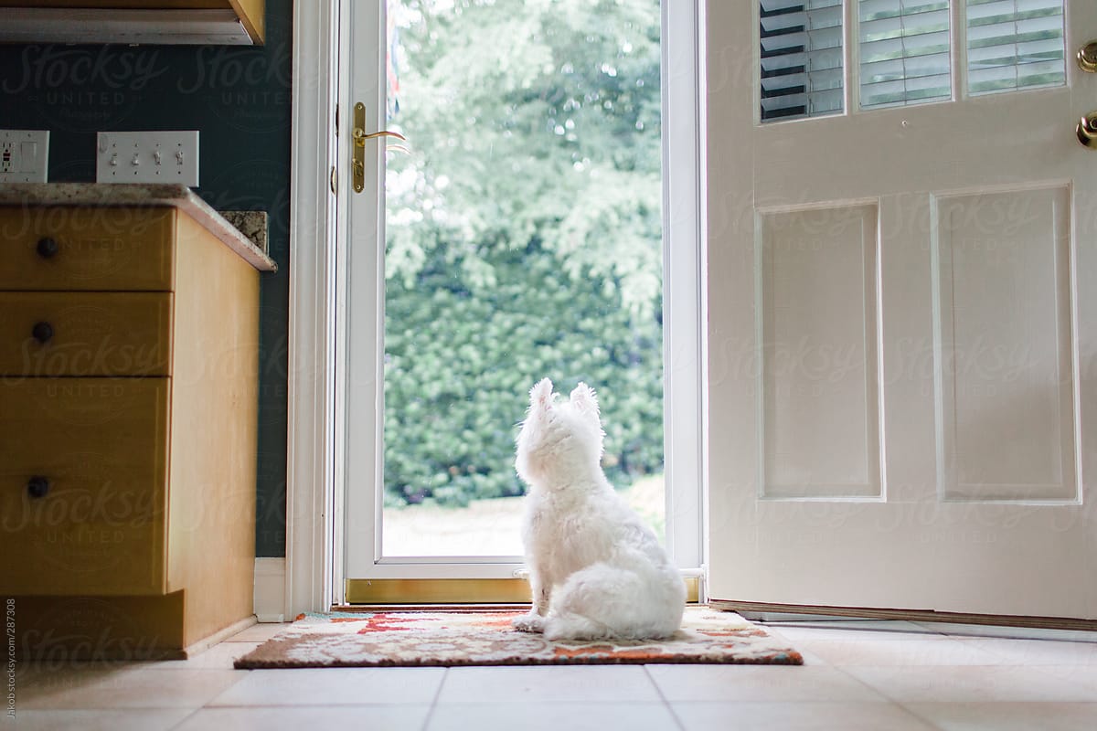 "Cute Small Dog Sitting Patiently In Front Of Door" by Stocksy ...