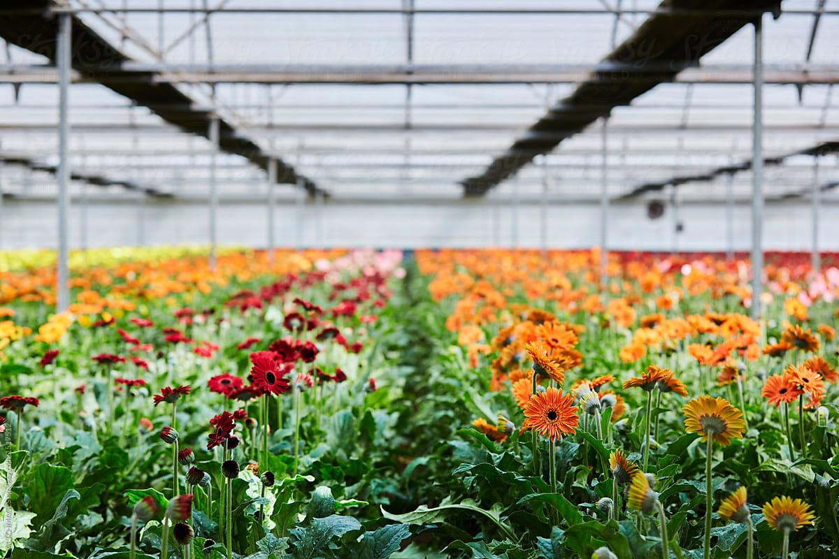 Gerbera Flower Cultivation In Greenhouse | Best Flower Site