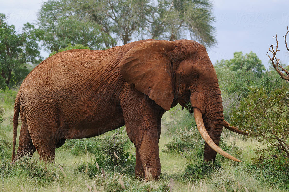 "Red Elephant" by Stocksy Contributor "Gabriel Ozon" - Stocksy