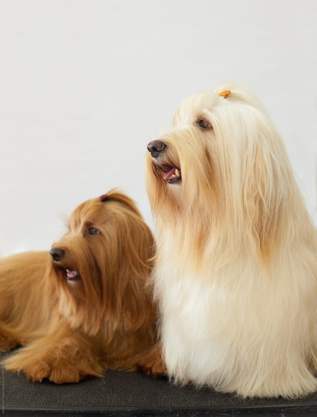 "Portrait Of Cute, Long Haired Dogs" by Stocksy Contributor "Jelena ...