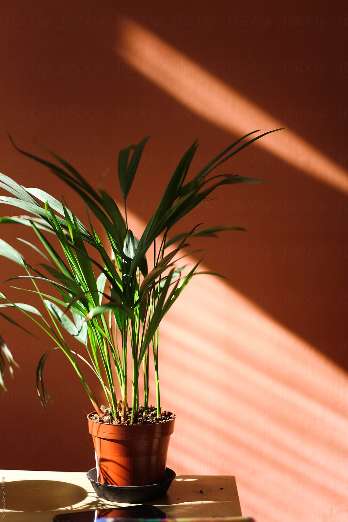 "Plant On A Natural Light Indoor" by Stocksy Contributor "Marija Mandic ...