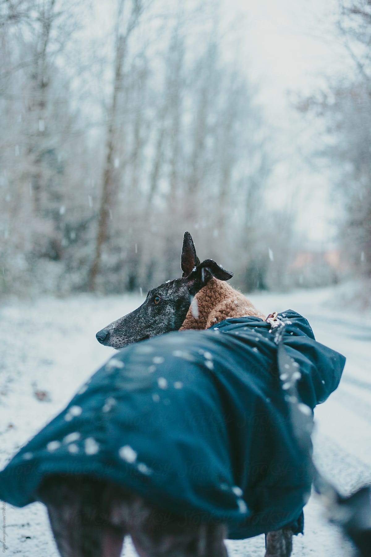 "Greyhound In The Snow" by Stocksy Contributor "Giada Canu" - Stocksy