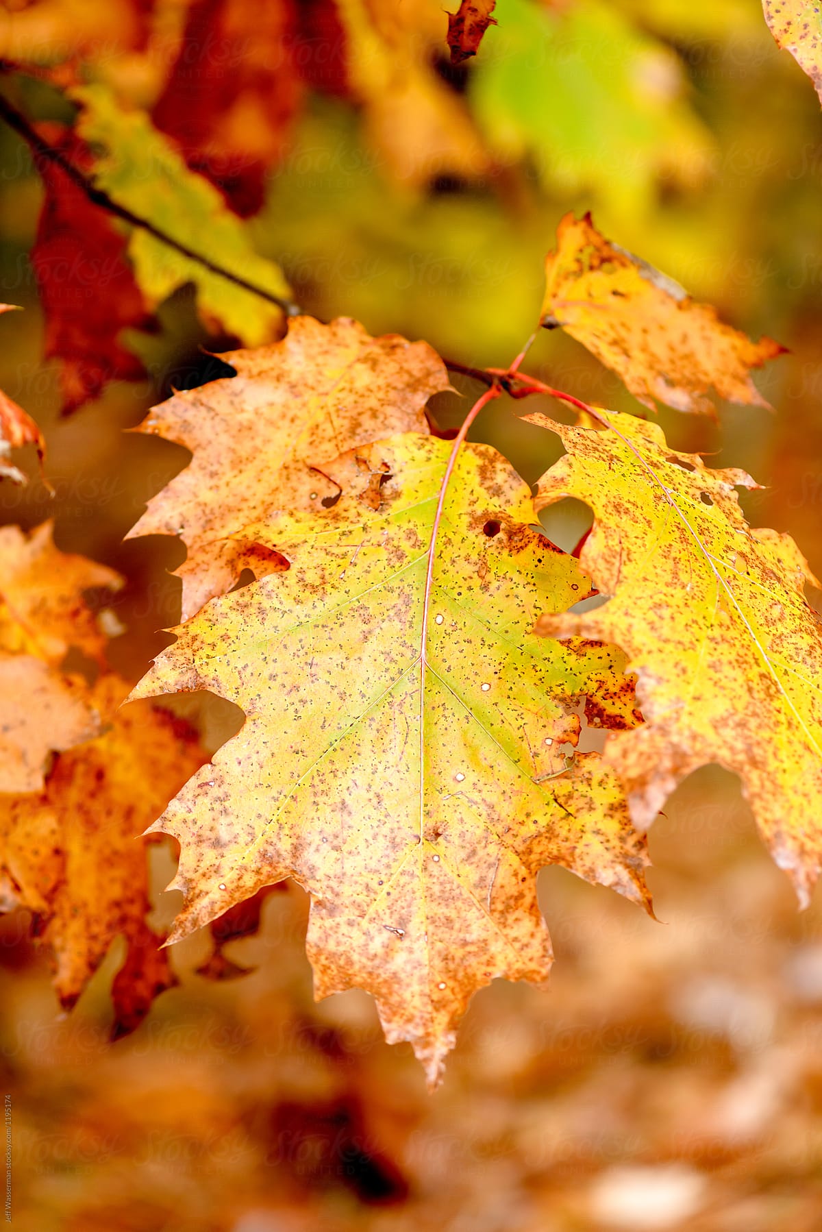 "Leaves With Fall Colors" by Stocksy Contributor "Jeff Wasserman" - Stocksy