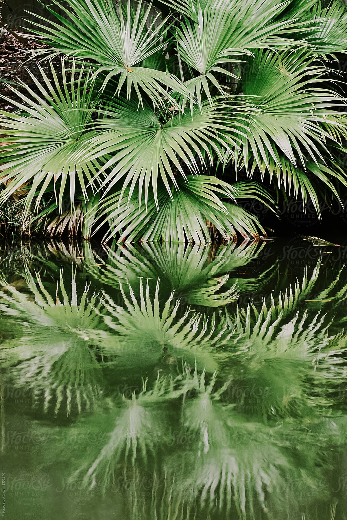 "Palm Leaves Reflecting In Water" by Stocksy Contributor "Preappy ...
