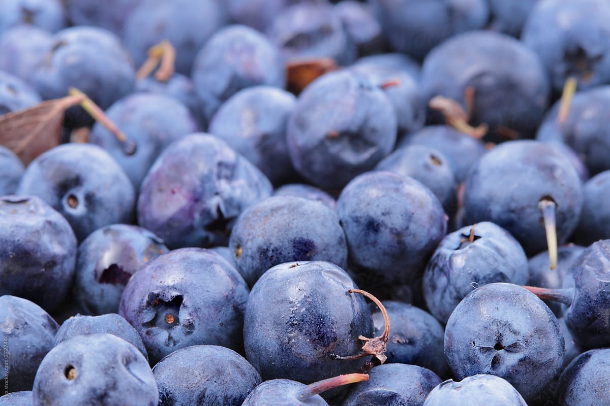 "Blueberry" by Stocksy Contributor "Naturalia" - Stocksy