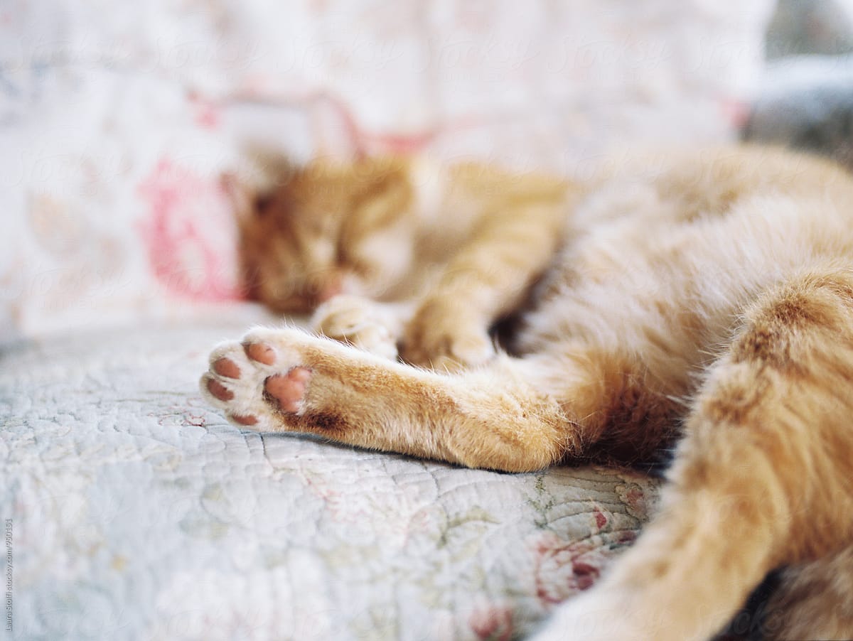 "Focus On Sleeping Cat's Paw, Film Shot" by Stocksy Contributor "Laura ...