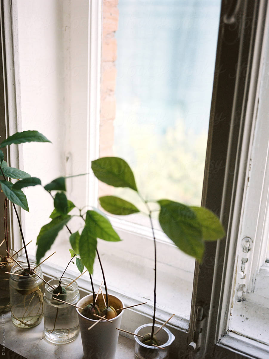 "Growing Avocado On The Windowsill" by Stocksy Contributor "Synchro ...