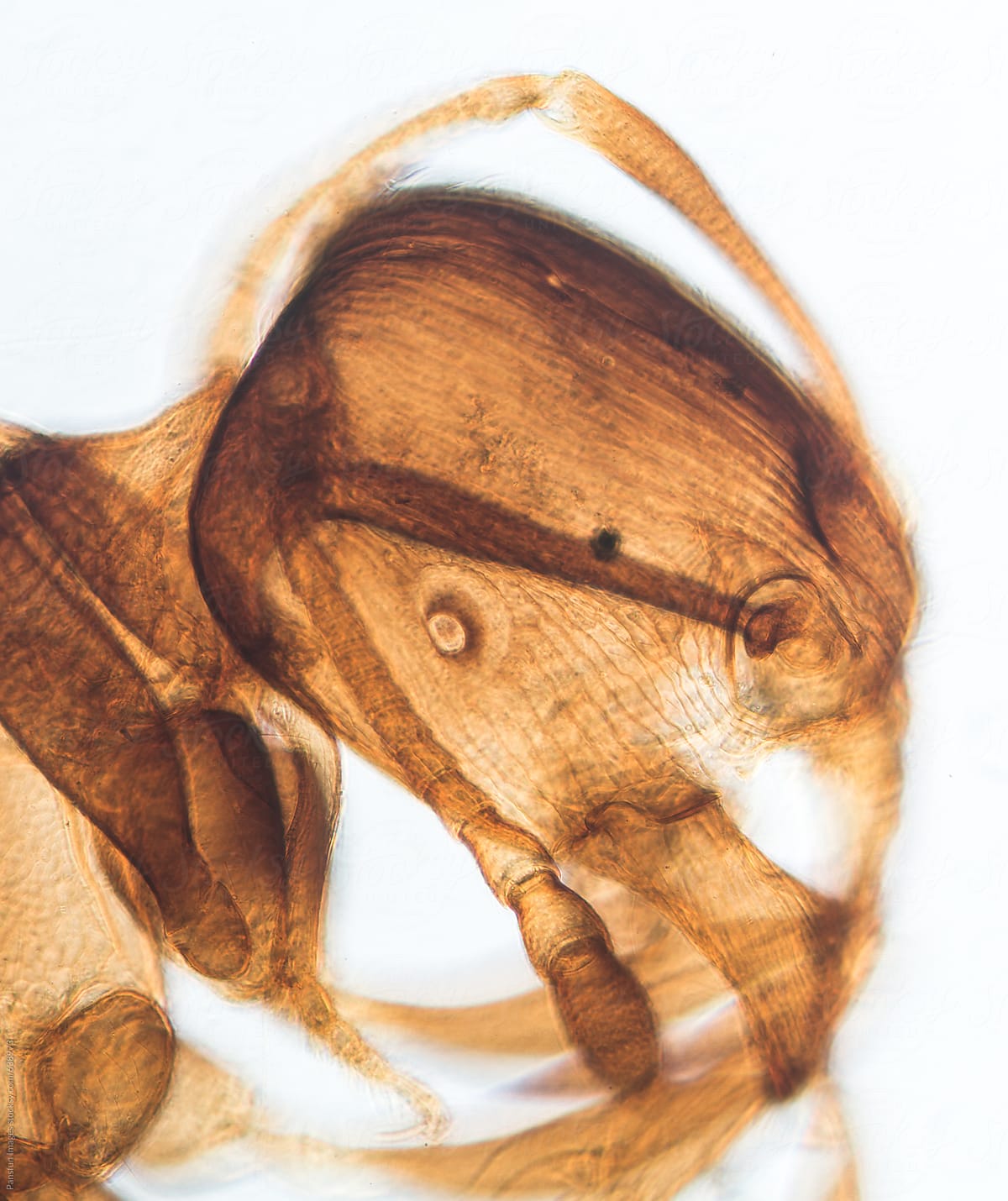 "Insect Ant Light Micrograph" by Stocksy Contributor "Pansfun Images ...