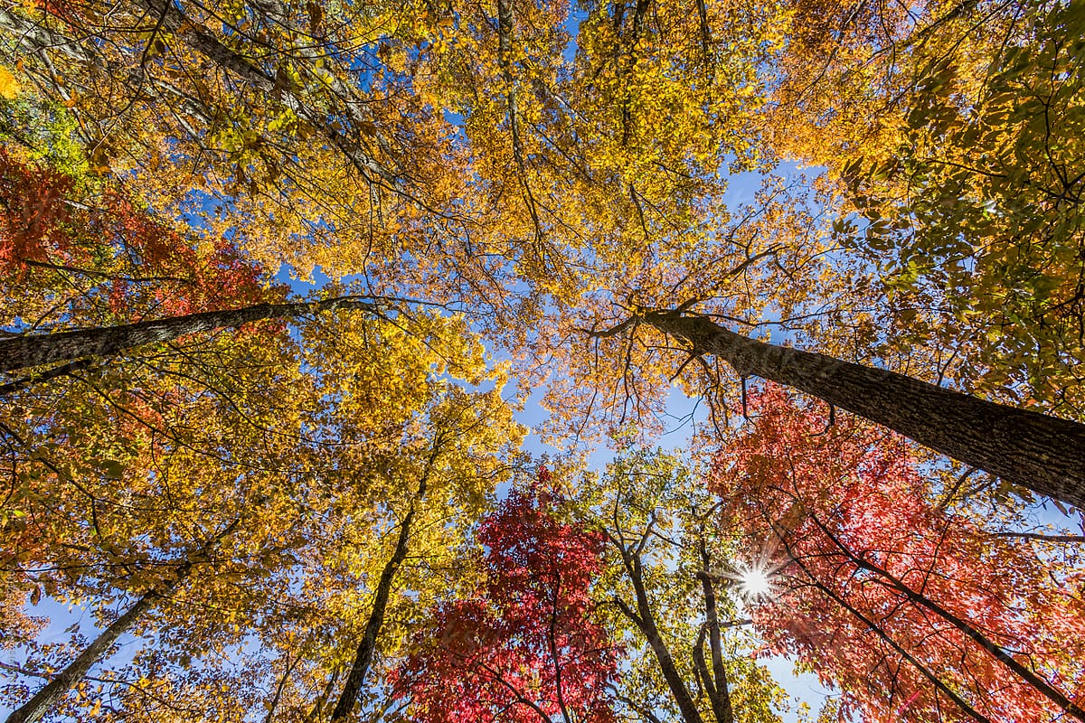 "Looking Straight Up At Fall Foliage" by Stocksy Contributor "Adam ...