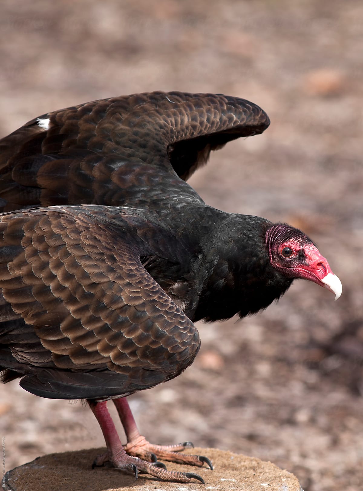 "Turkey Vulture Lands On Tree Stump" by Stocksy Contributor "Brandon ...