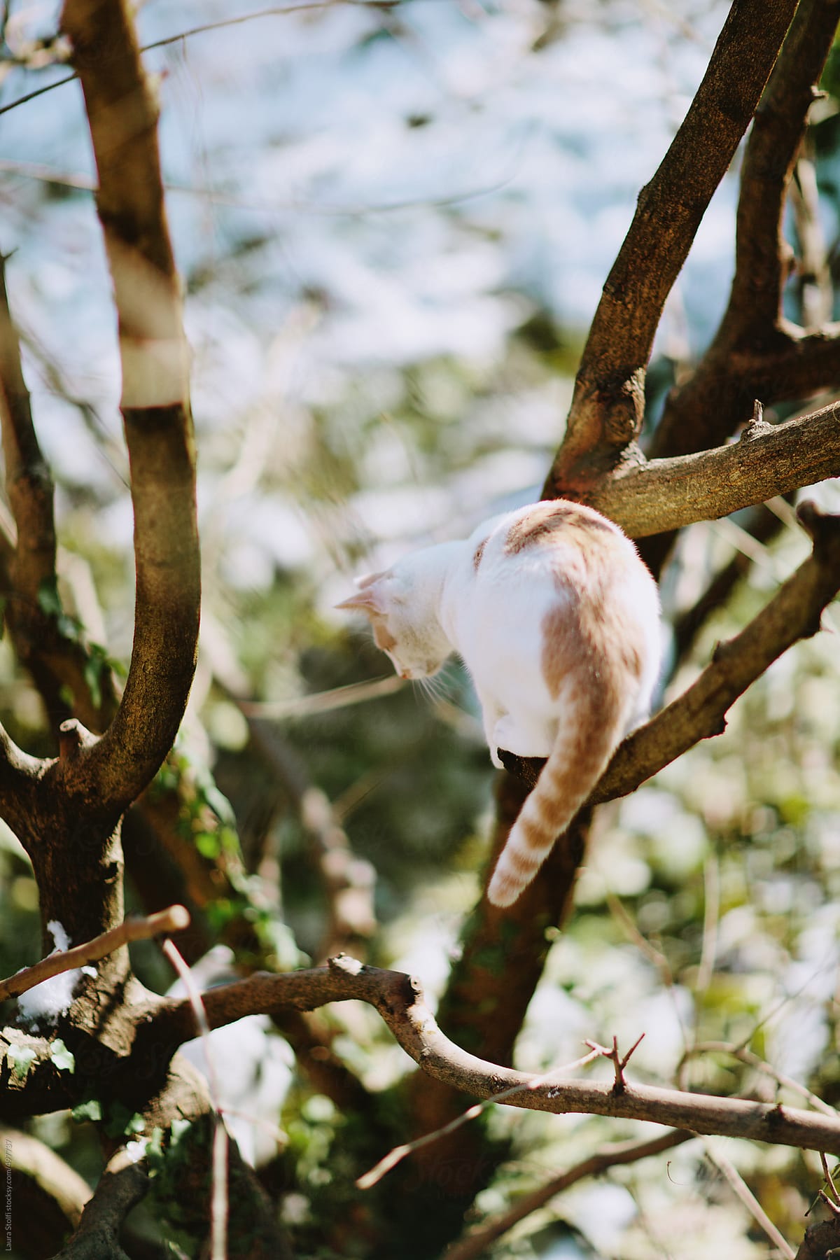 "Rear Sight Of Cat Looking Down From Tree Branch. High Angle View." by ...
