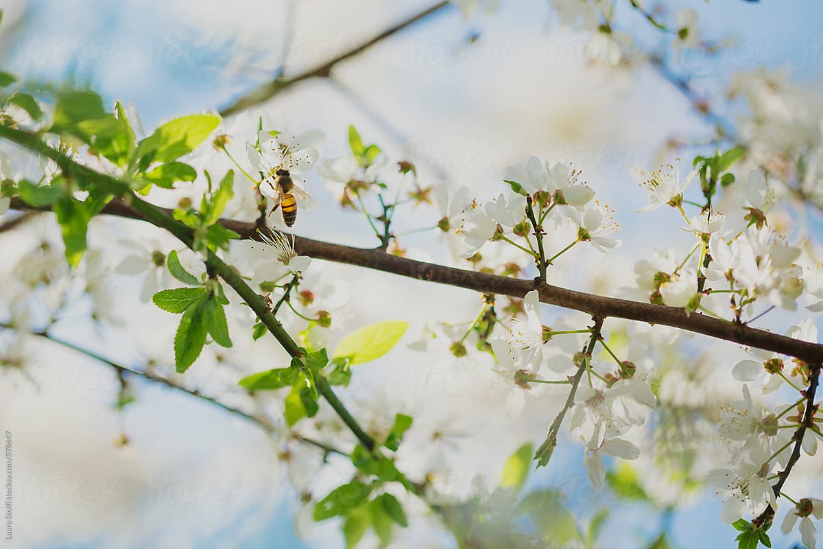 "Bee On Wild Plum Tree Flowers In Spring Garden" by Stocksy Contributor ...