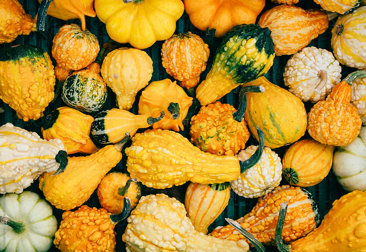 "Mixed Halloween Fruits" by Stocksy Contributor "Photographer Christian ...