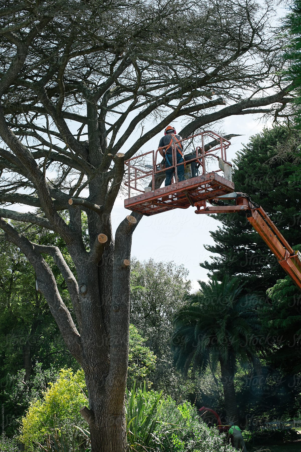 "Arborist Felling A Huge Tree" by Stocksy Contributor "Rowena Naylor ...