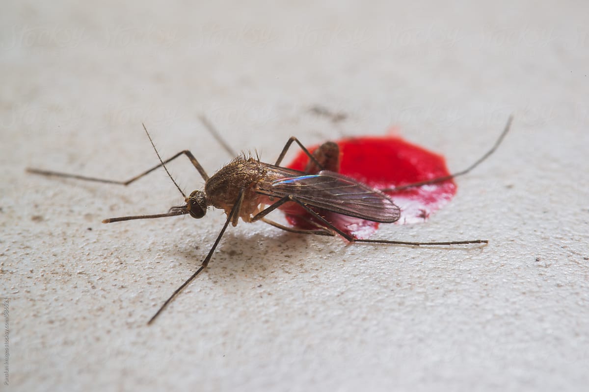 "Mosquito Bug With Blood" by Stocksy Contributor "Pansfun Images" - Stocksy