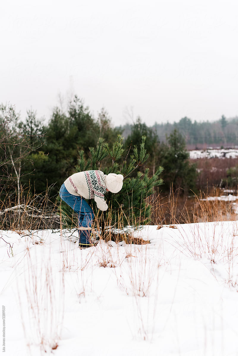 "Boy Cutting Down A Christmas Tree With A Saw" by Stocksy Contributor ...