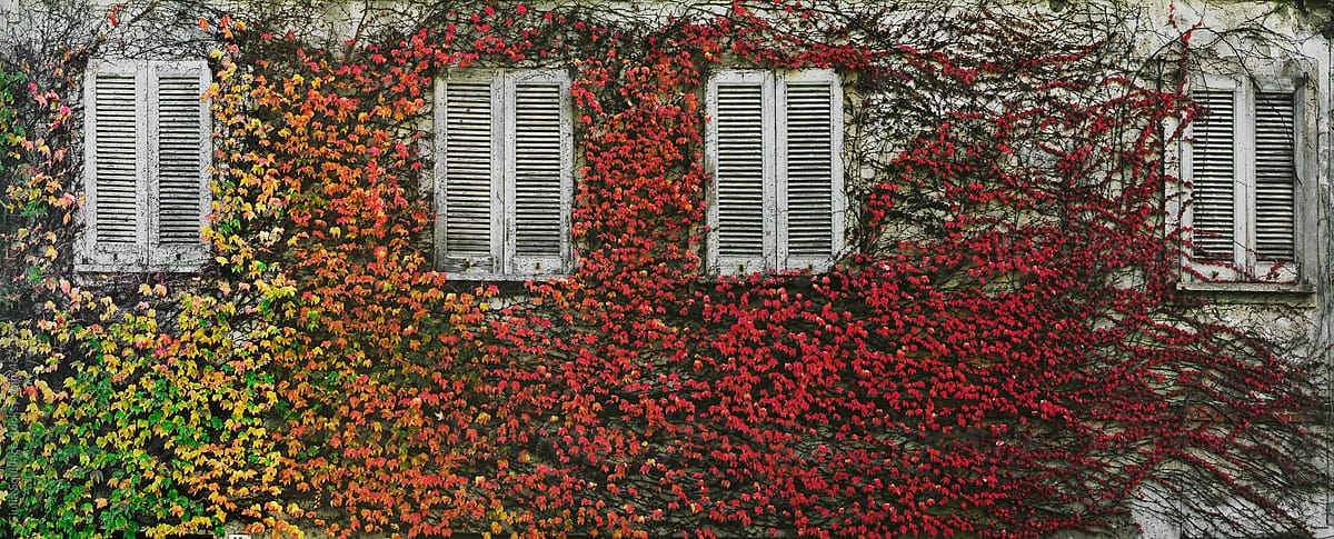 "Windows Surrounded By Autumn Vine Leaves" by Stocksy Contributor ...