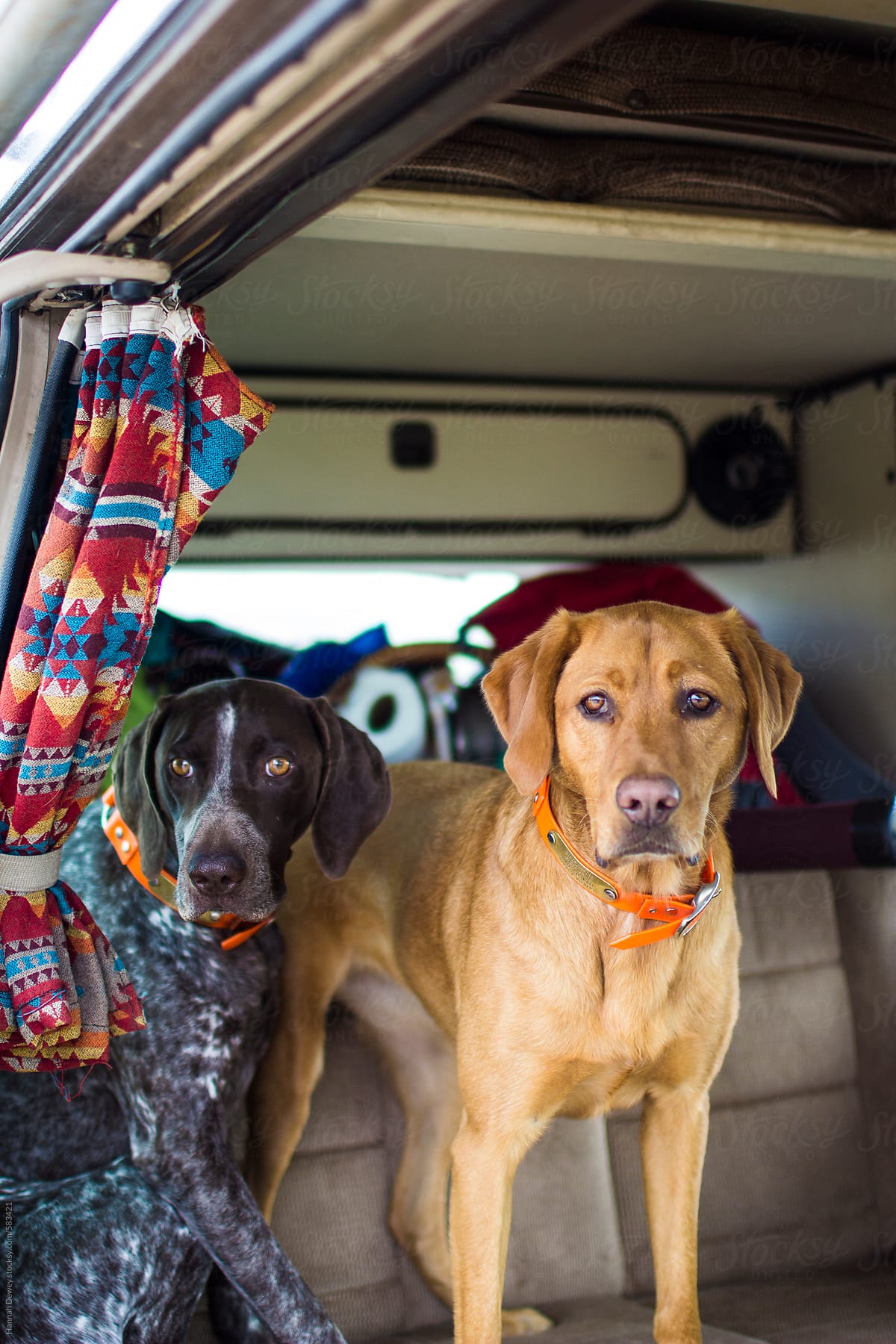 "Two Dogs Hang Out In A Camper Van During A Road-trip In Idaho" by ...