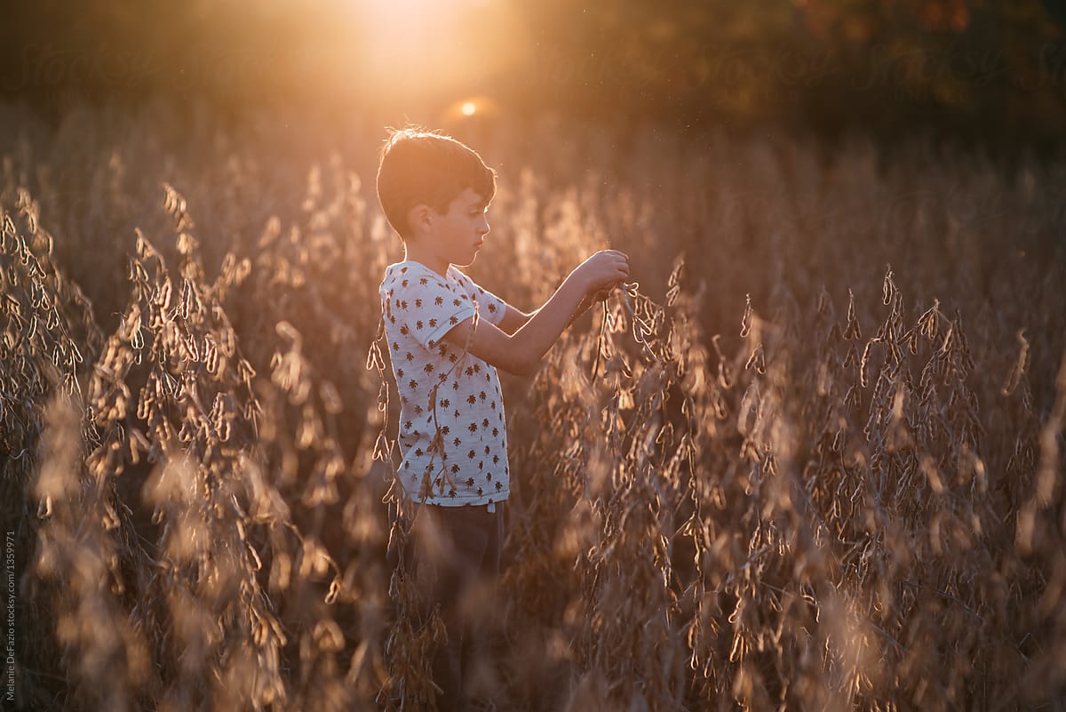 "Bean Fields" by Stocksy Contributor "Melanie DeFazio" - Stocksy