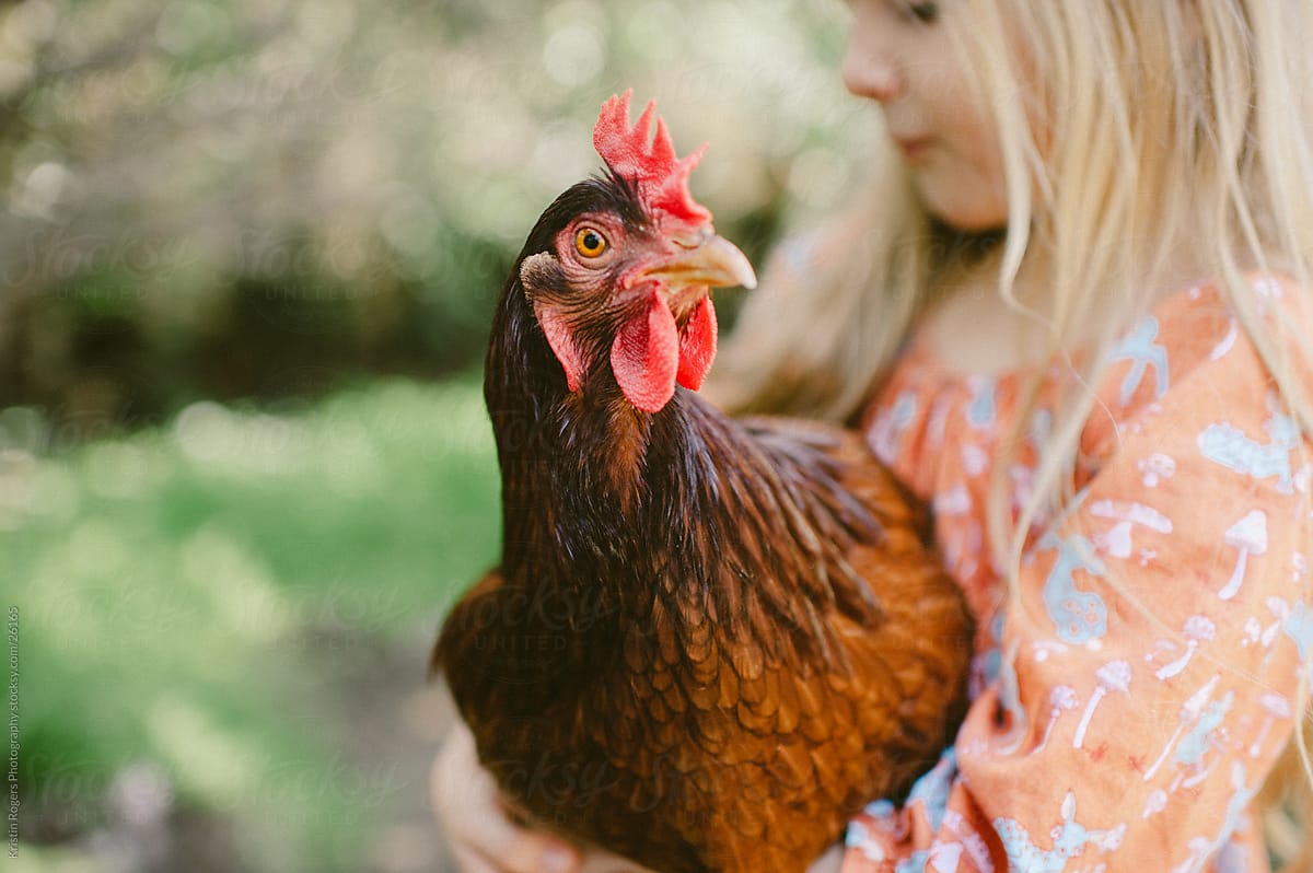"Little Girl Holding A Rhode Island Red Hen" by Stocksy Contributor ...