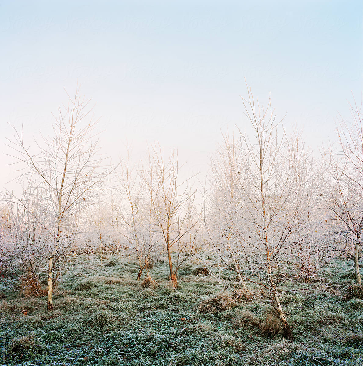"Winter Landscape" by Stocksy Contributor "James Ross" - Stocksy