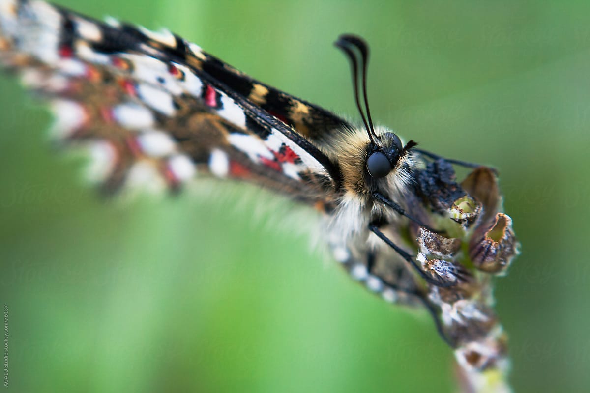 "Macro Of A Butterfly With Folded Wings Sleeping" by Stocksy ...
